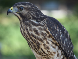 Home - Vermont Institute of Natural Science