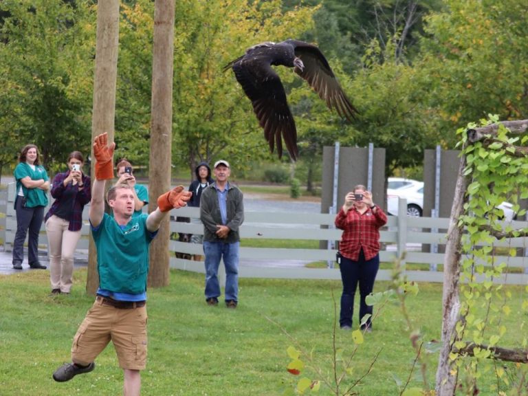 Video Investigation: Tour of the VINS Center for Wild Bird ...