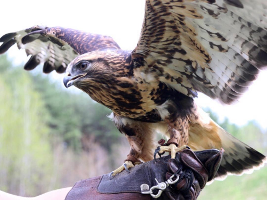 Video Investigation: VINS Raptor Training - Vermont Institute of ...