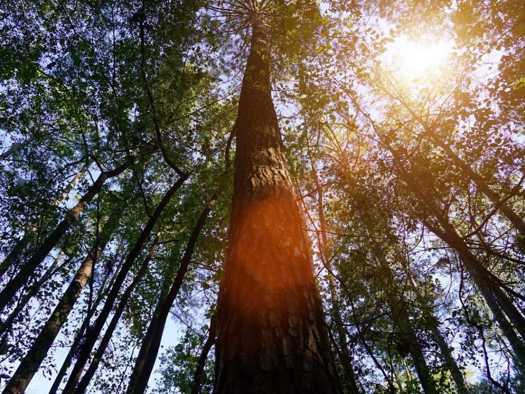 How Big is Your Tree? - Vermont Institute of Natural Science
