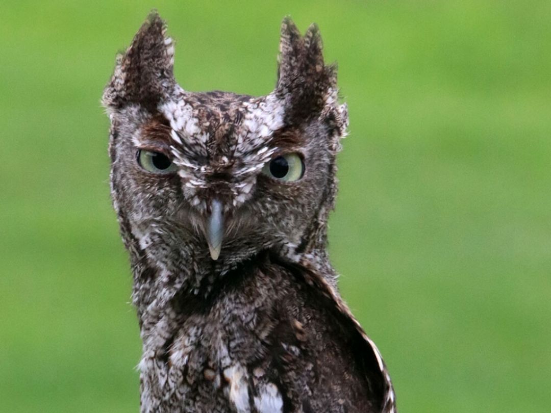 Facebook Live: Cavity Nesting Raptor Encounter - Vermont Institute of ...