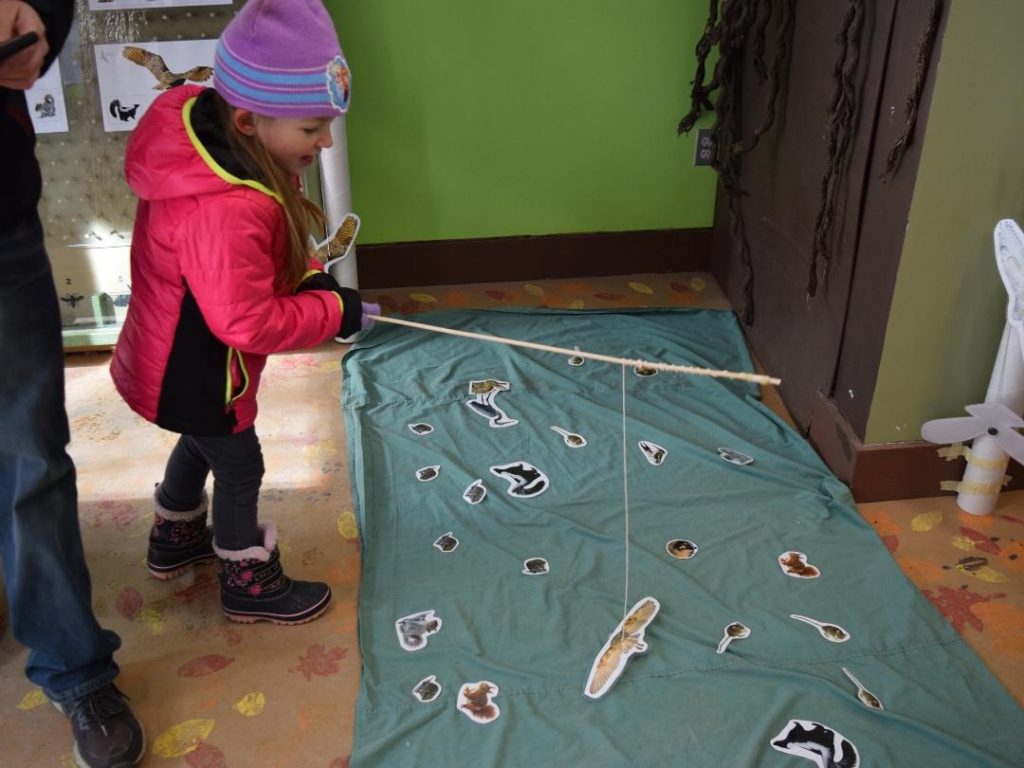 Hungry Owl - Vermont Institute of Natural Science