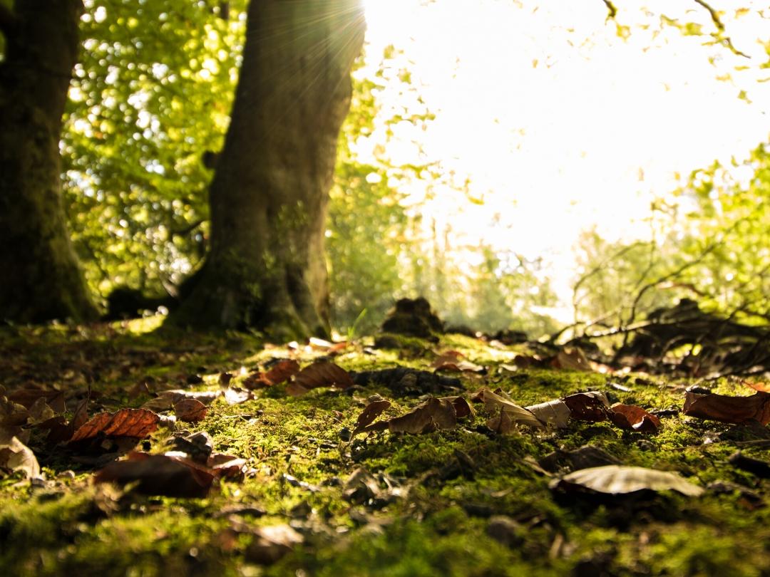 Video Investigation: Pitfall Traps - Vermont Institute of Natural Science