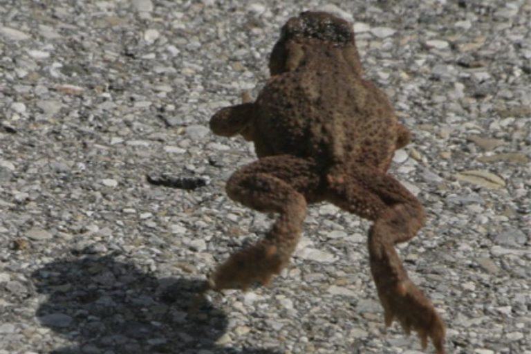 Jump, Hop, Leap, Run - Vermont Institute of Natural Science