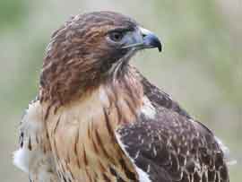 Home - Vermont Institute of Natural Science