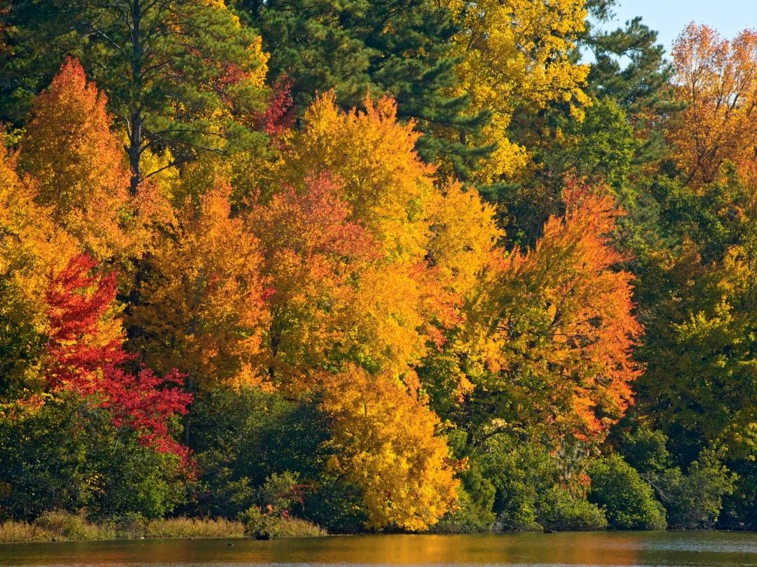 Fall Foliage Why Do Leaves Change Color In The Fall Vermont