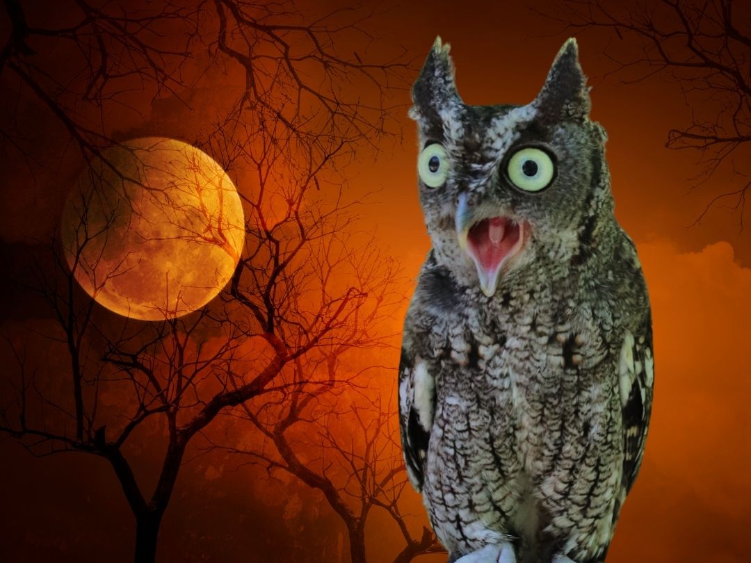 Halloween Raptor Encounter - Vermont Institute of Natural Science