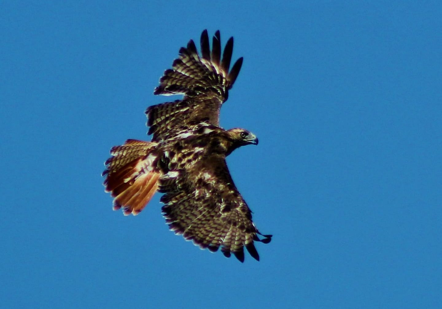 Fall Appeal 2020 - Vermont Institute of Natural Science