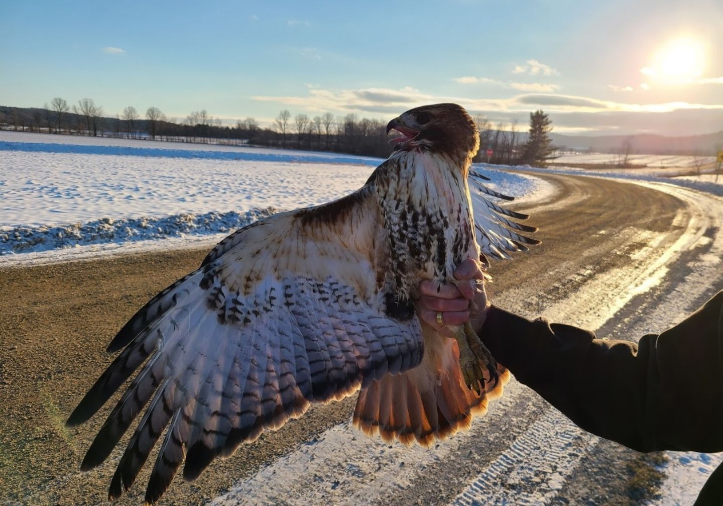 Birds - Vermont Institute of Natural Science