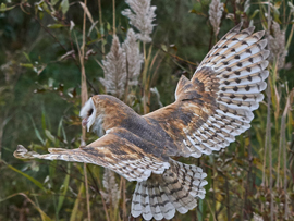 Home - Vermont Institute of Natural Science