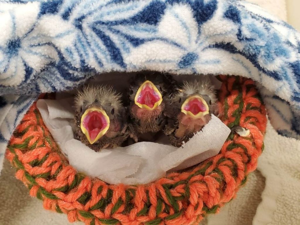 Wild Bird Rehab - Vermont Institute of Natural Science