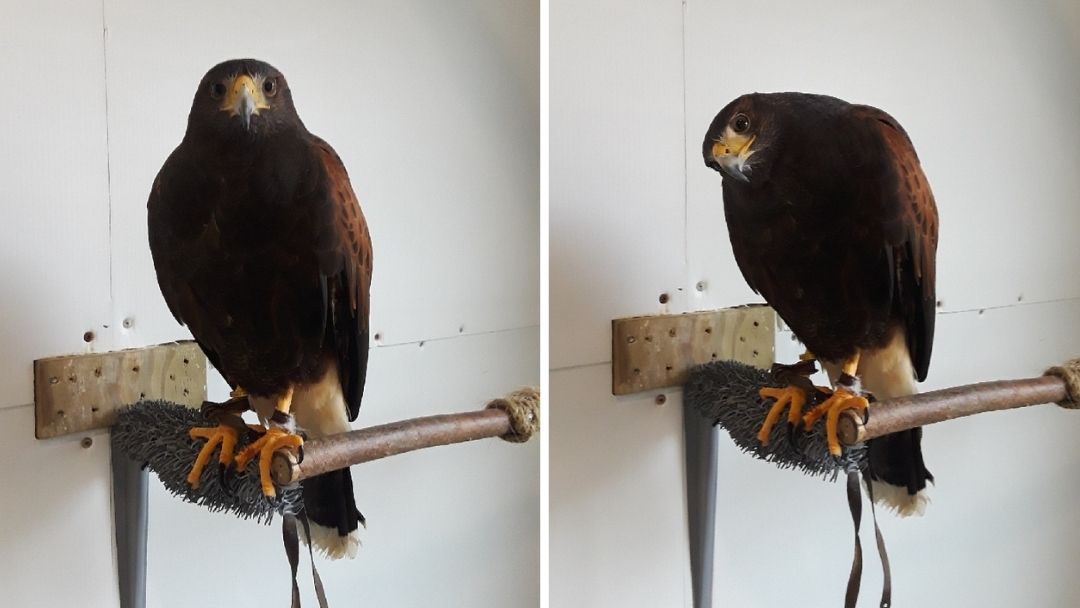 The Return of Escaped Harris’s Hawk Paige - Vermont Institute of ...