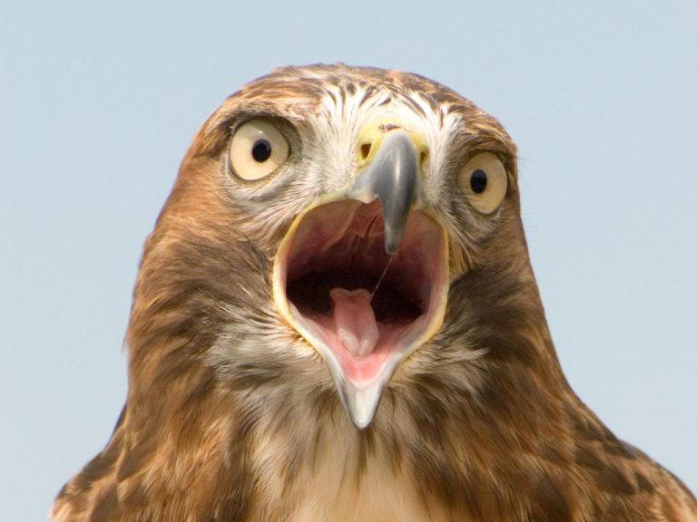 Visit - Vermont Institute of Natural Science