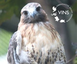 Raptor Enclosures - Vermont Institute of Natural Science