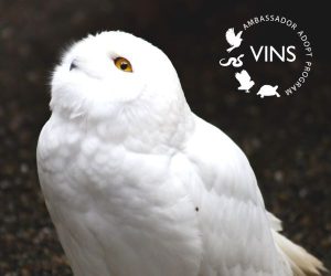 Raptor Enclosures - Vermont Institute of Natural Science
