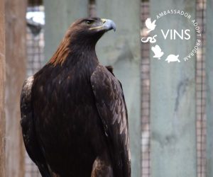 Raptor Enclosures - Vermont Institute of Natural Science