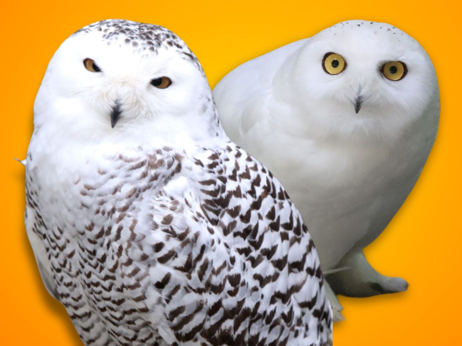 Visit - Vermont Institute of Natural Science