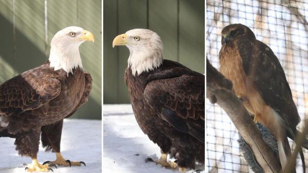 VINS Welcomes New Raptor Ambassadors: Two Bald Eagles & A Northern ...
