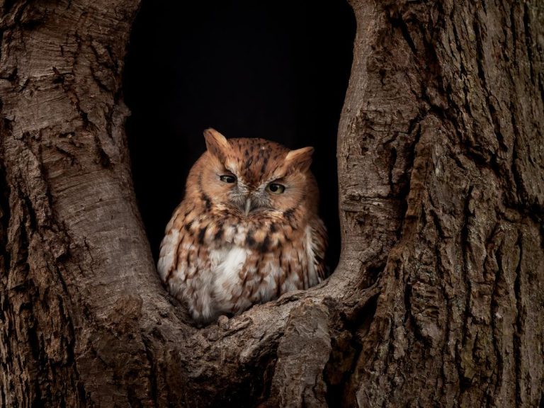 VINS Night Owls - Vermont Institute of Natural Science