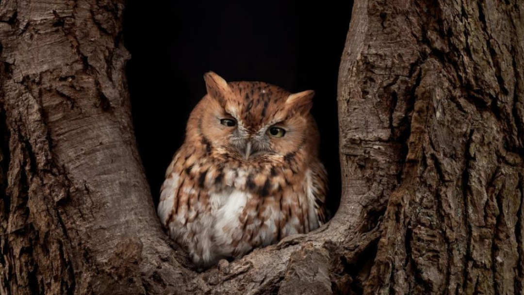 VINS Announces Night Owls: An Exclusive After-Hours Adult-only Event ...